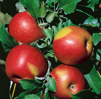 Bare Root Apple Trees - Order by April 12th!! – Green Barn Garden Center